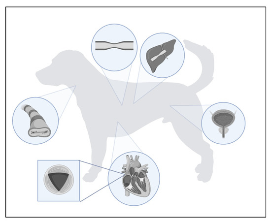 Stents in Veterinary Medicine