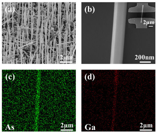GaAs Nanowire Photodetectors Based on Au Nanoparticles Modification