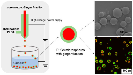 Biocompatibility and Antibacterial Effect of Ginger Fraction Loaded ...