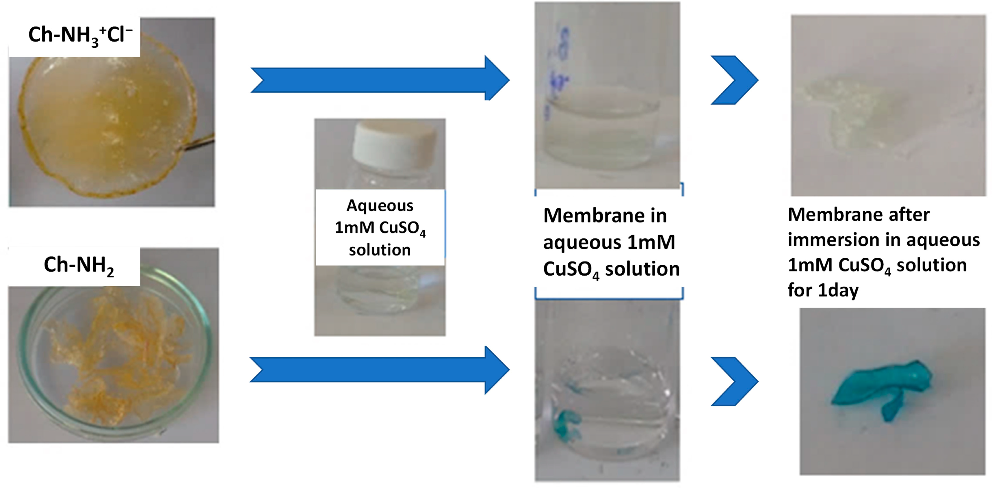 Materials | Free Full-Text | Investigation of Cross-Linked Chitosan-Based Membranes as Potential ...