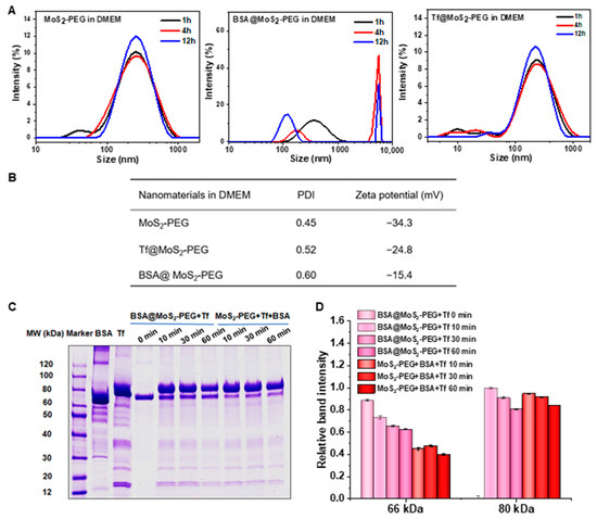 Bi-Functionalized Transferrin@MoS2-PEG Nanosheets for Improving Cellular Uptake in HepG2 Cells