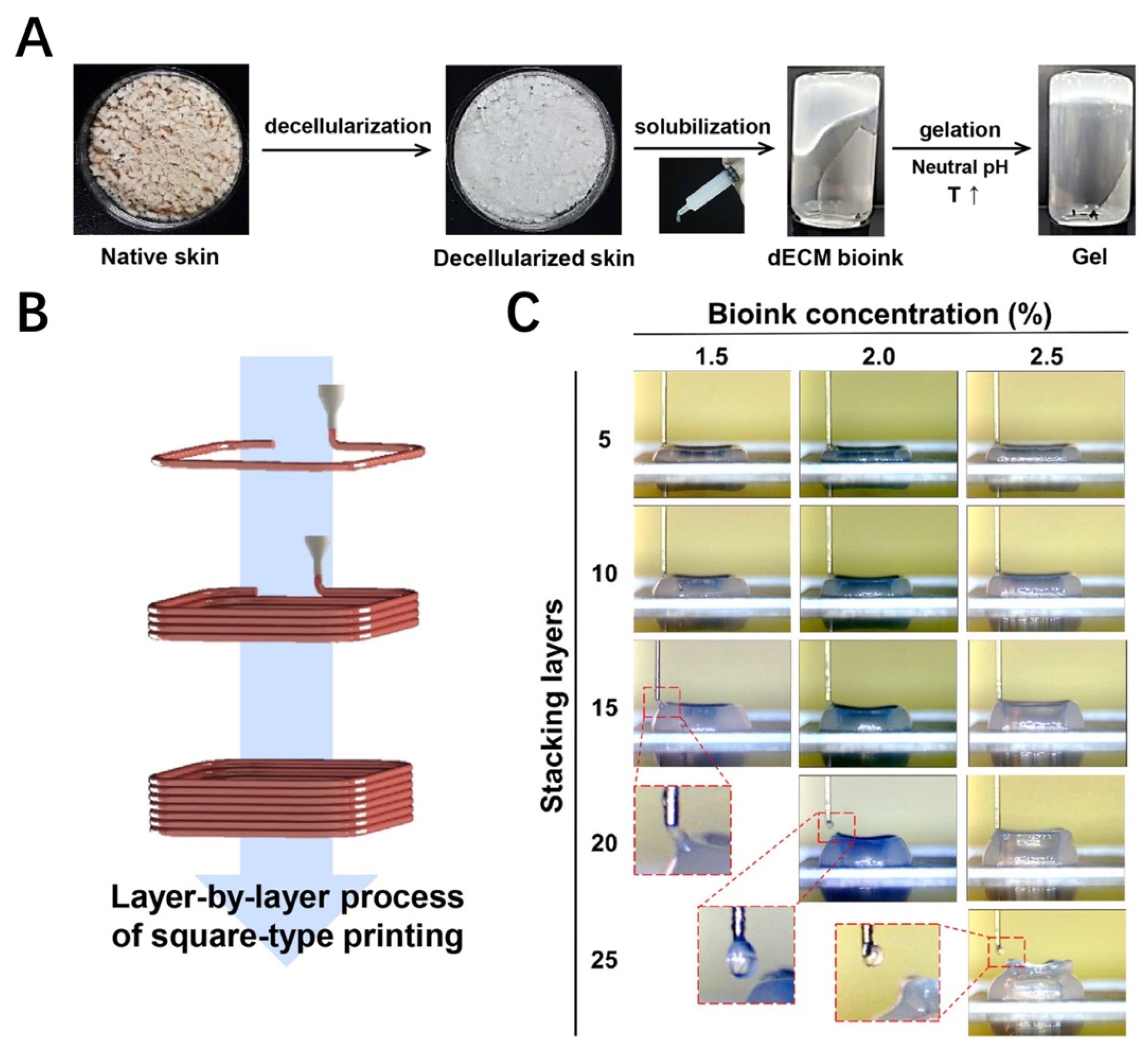 Recent Advances in Decellularized Extracellular Matrix-Based Bioinks for 3D Bioprinting in ...