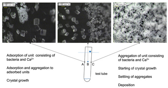 Inhibited and Retarded Behavior by Ca2+ and Ca2+/OD Loading Rate on ...