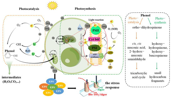 Construction of Bio-TiO2/Algae Complex and Synergetic Mechanism of the Acceleration of Phenol ...