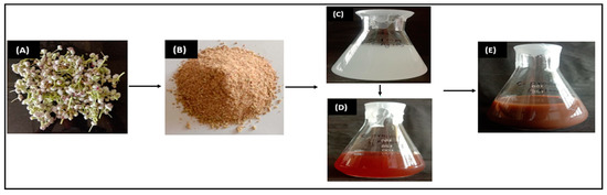 Biogenic Fabrication of Silver Nanoparticles Using Calotropis procera Flower Extract with ...