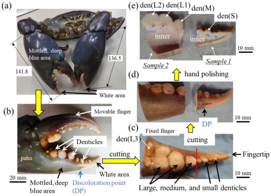 Mechanical Resistance and Tissue Structure of Claw Denticles of Various ...
