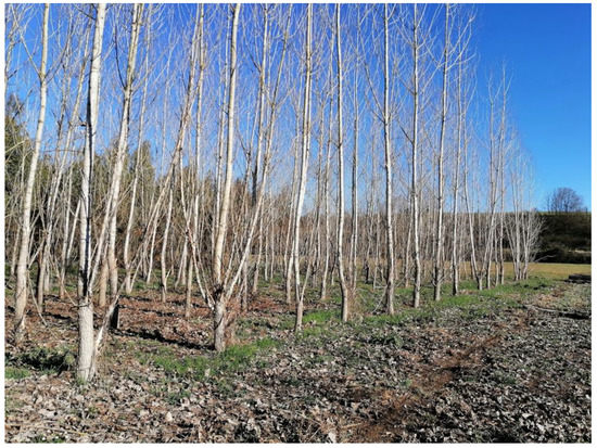 Pellet Production from Pruning and Alternative Forest Biomass: A Review ...