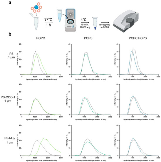 Lipid Corona Formation on Micro- and Nanoplastic Particles Modulates ...