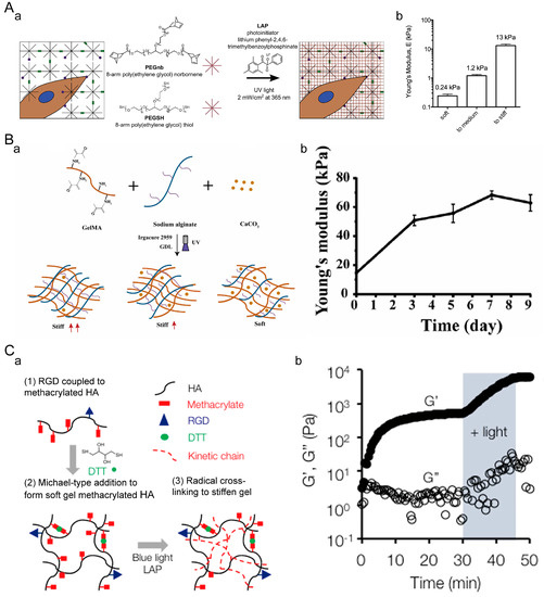 Dynamic Hydrogels with Viscoelasticity and Tunable Stiffness for the ...