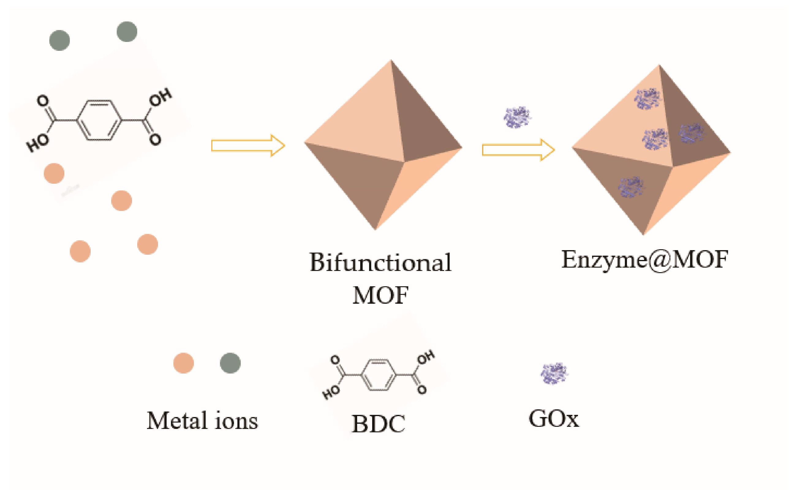 Metal–Organic Framework for the Immobilization of Oxidoreductase ...