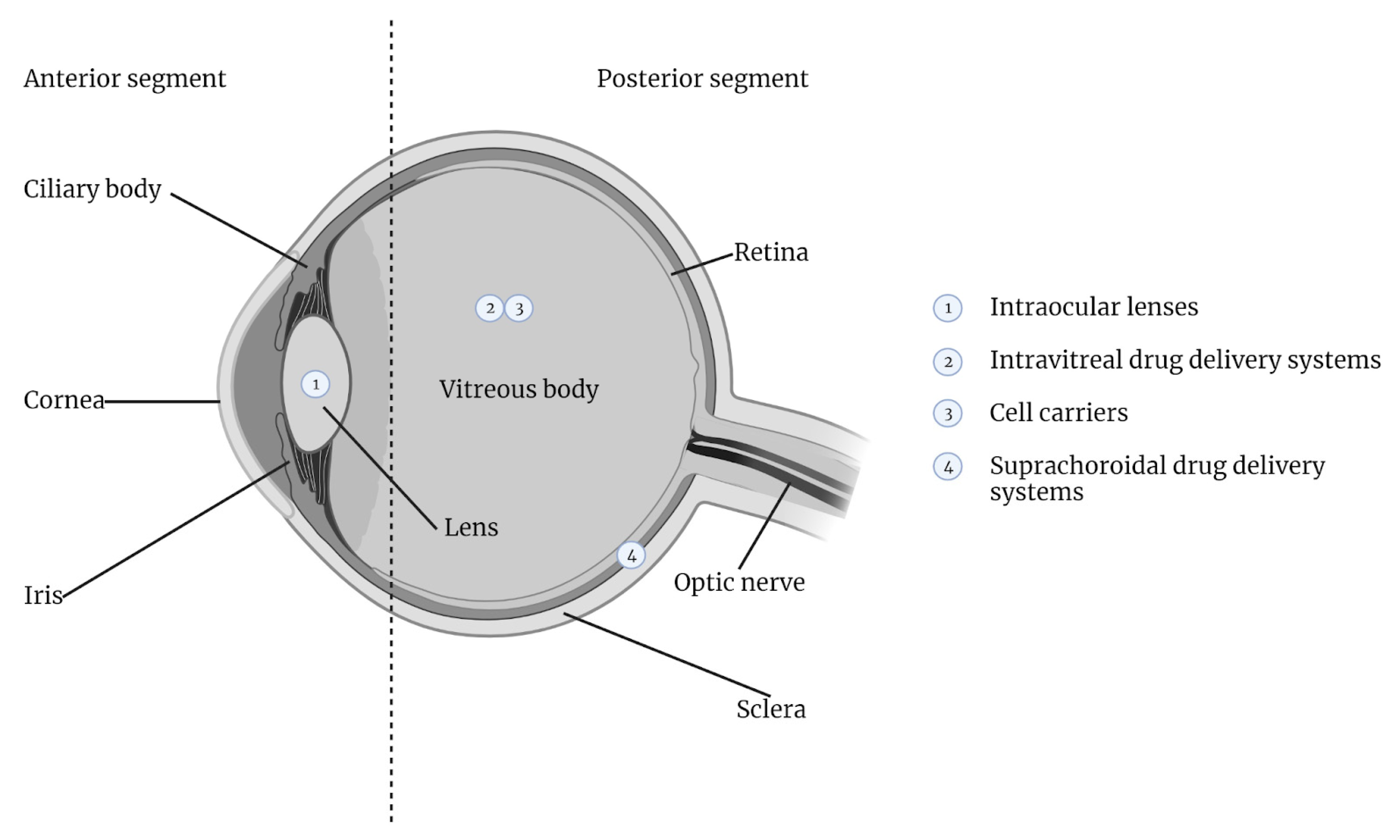 Materials | Free Full-Text | Hydrogels in Ophthalmology: Novel ...