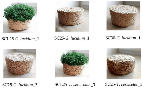 Mycelium-Based Composites as a Sustainable Solution for Waste ...