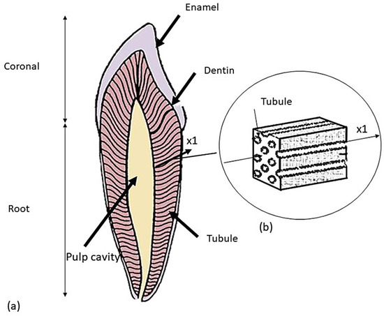 FEA Comparison of the Mechanical Behavior of Three Dental Crown ...