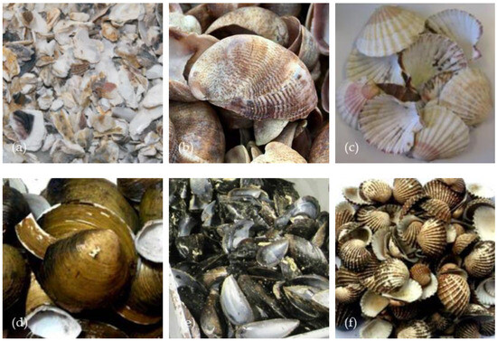 Properties of Cementitious Materials Utilizing Seashells as Aggregate ...