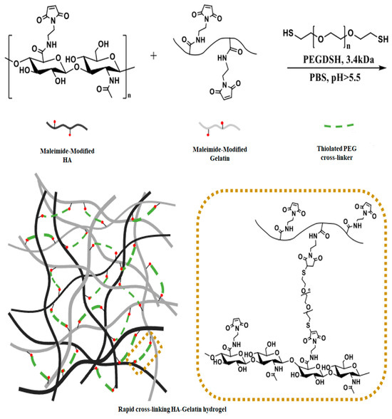 Exploring the Progress of Hyaluronic Acid Hydrogels: Synthesis ...