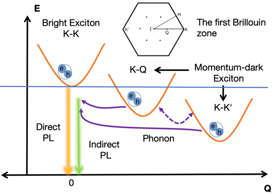 Cavity-Tuned Exciton Dynamics in Transition Metal Dichalcogenides ...
