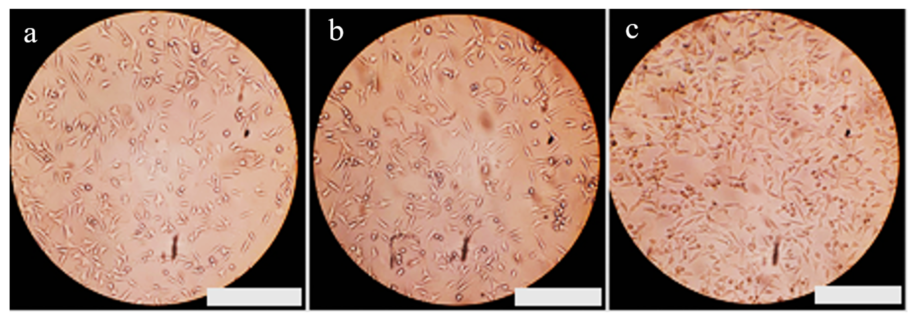 Fabrication and Characterization of Polycaprolactone–Baghdadite ...
