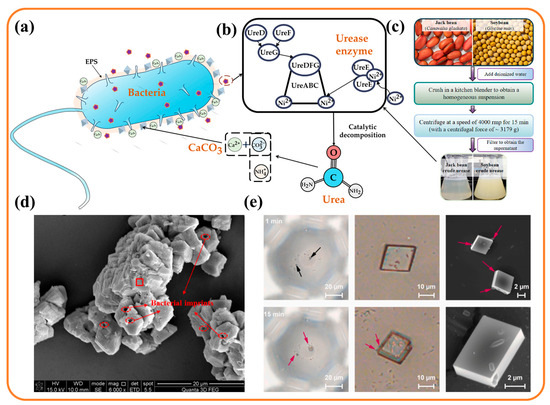 Improvement Schemes for Bacteria in MICP: A Review