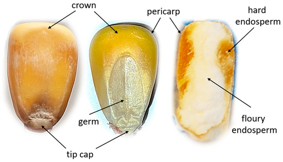 Effects of Thickness of the Corn Seed Coat on the Strength of Processed ...