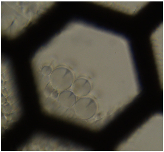 Evolution of Focal Conic Domains in SmA-N Phase Transition