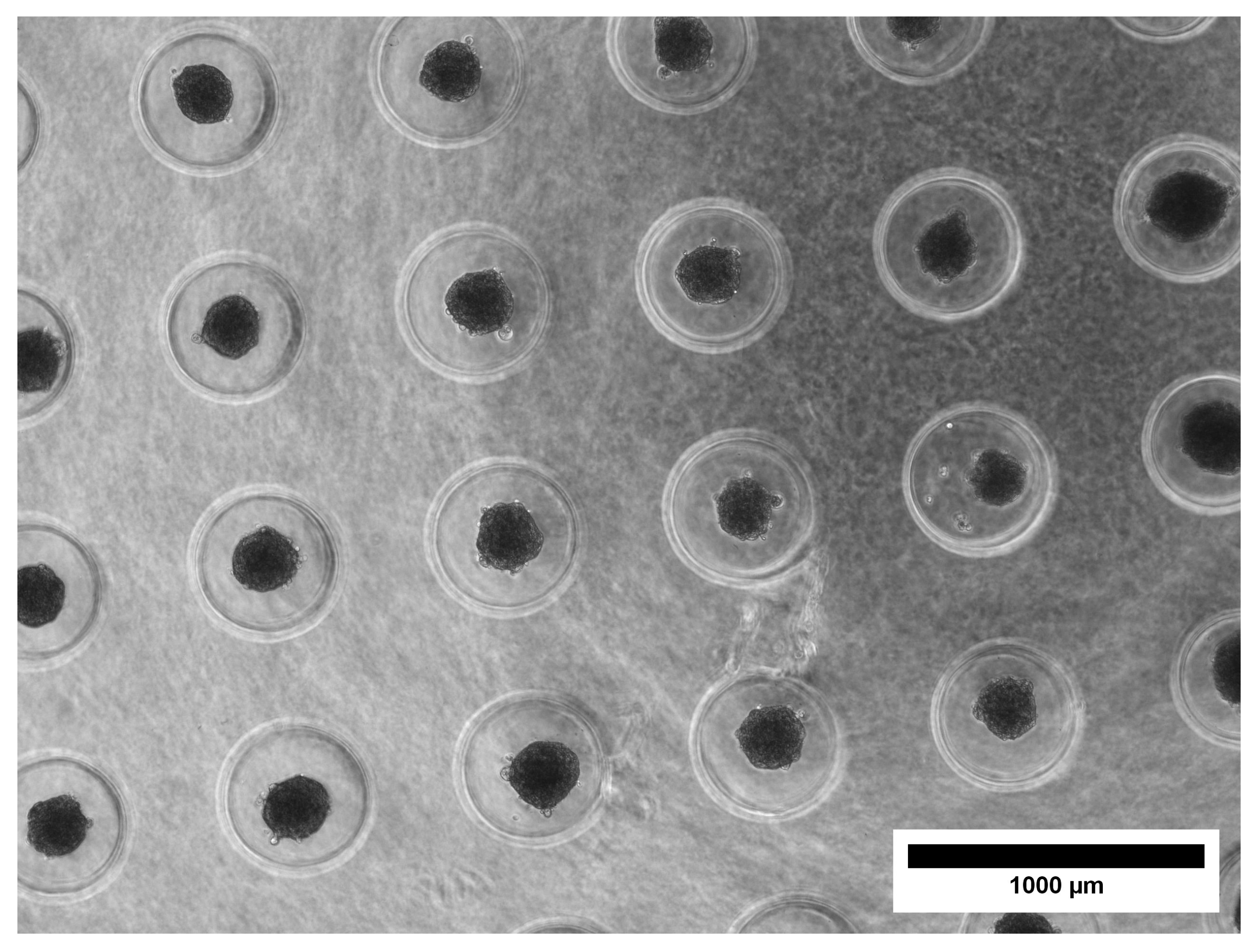 Long-Term Culture of Cellular Spheroids in Novel Hydrogel Constructs ...