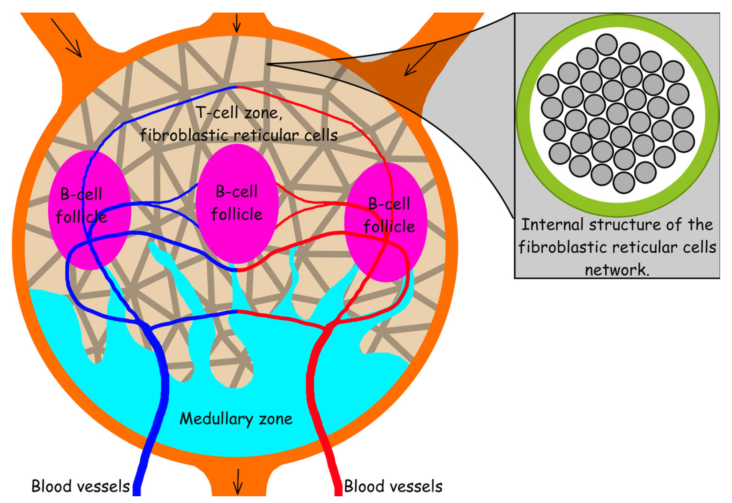 Mathematical Modelling of the Structure and Function of the Lymphatic ...