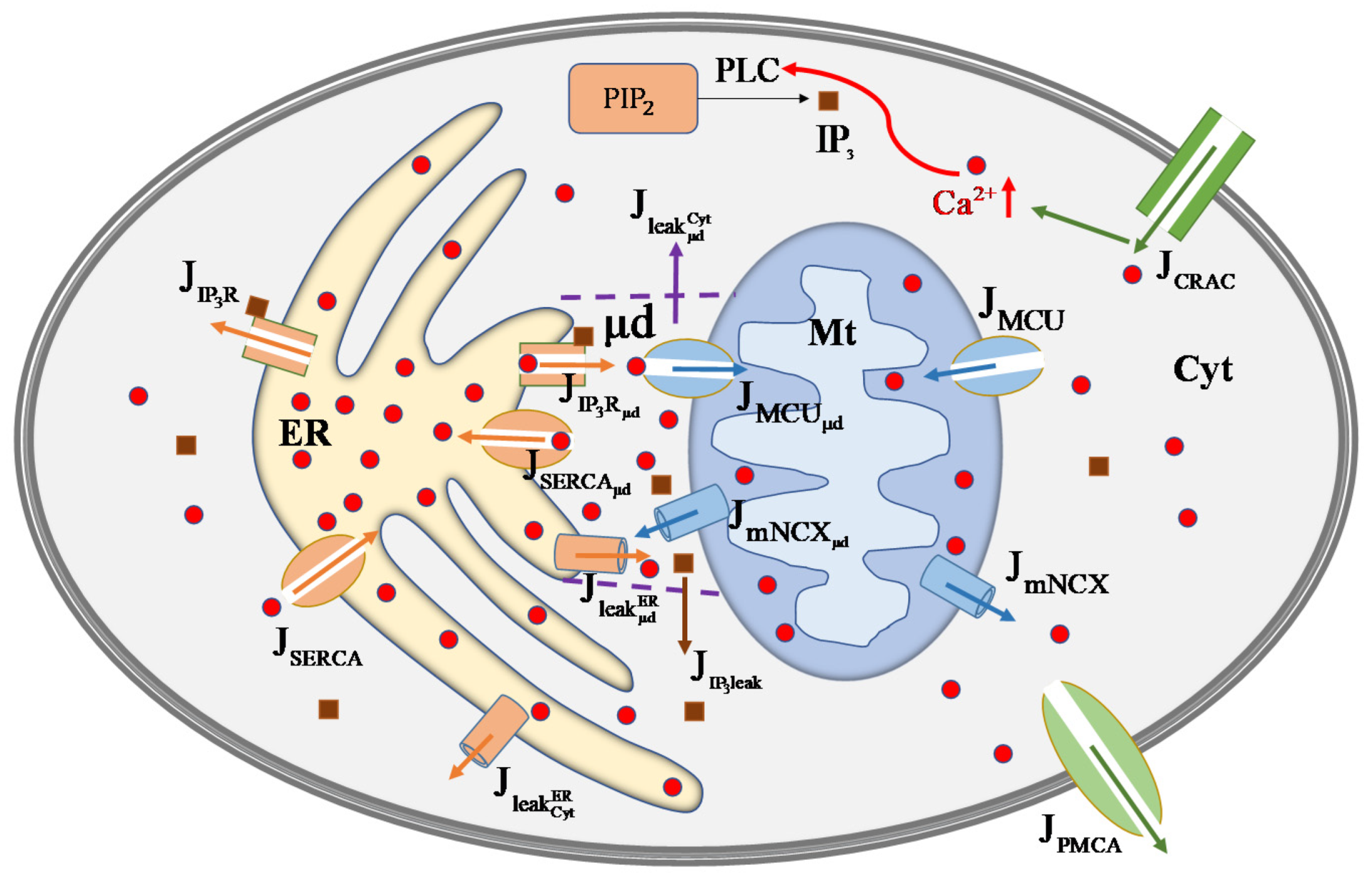 A Dynamic Model of Cytosolic Calcium Concentration Oscillations in Mast ...