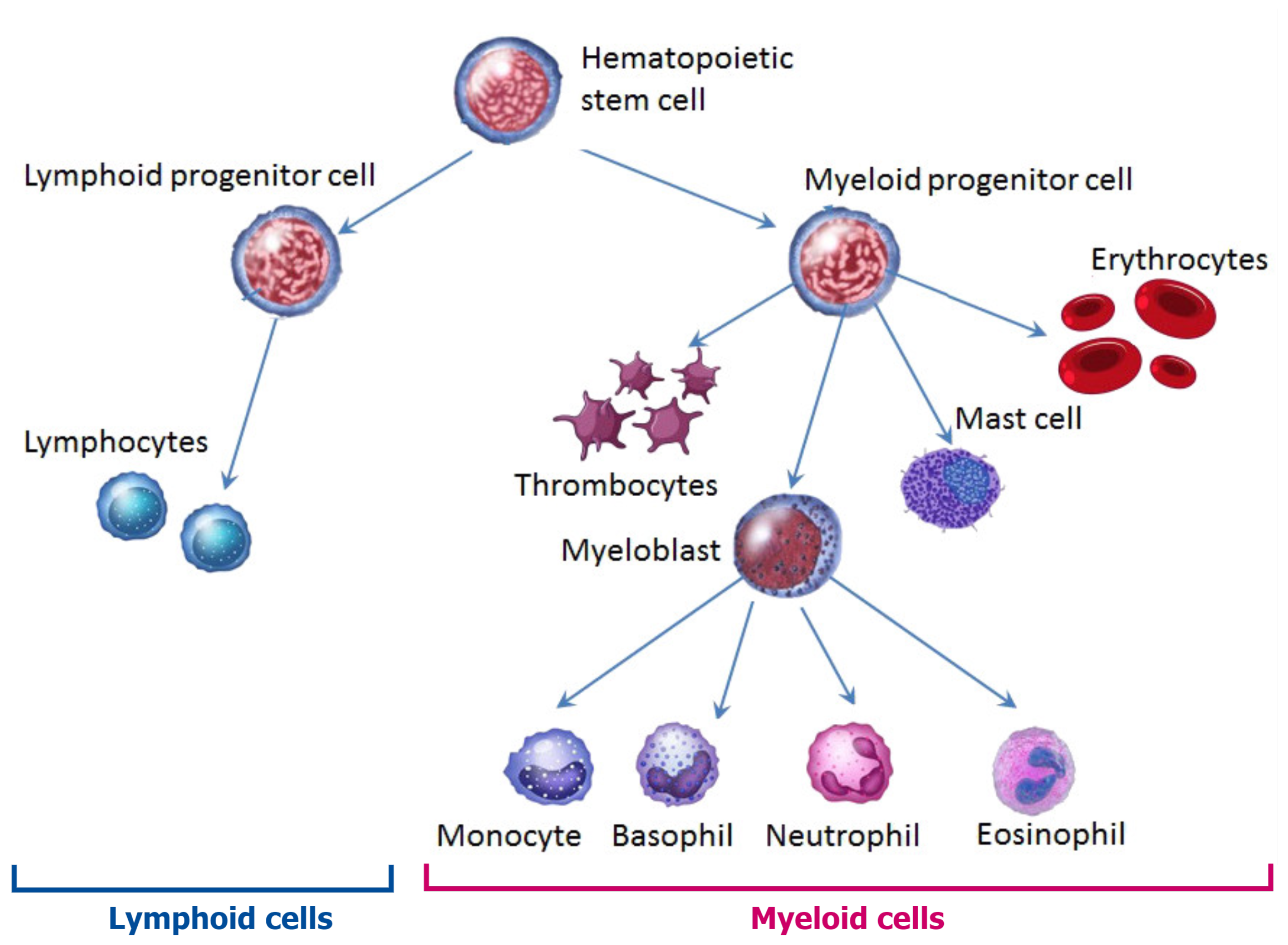 Mathematics Free Full Text Graph Based Integration Of Histone