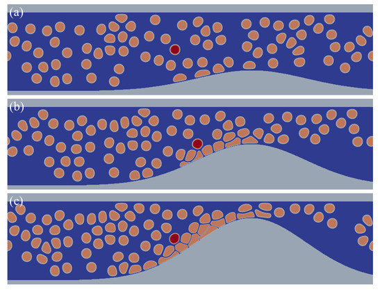 Numerical Study on Dynamics of Blood Cell Migration and Deformation in ...