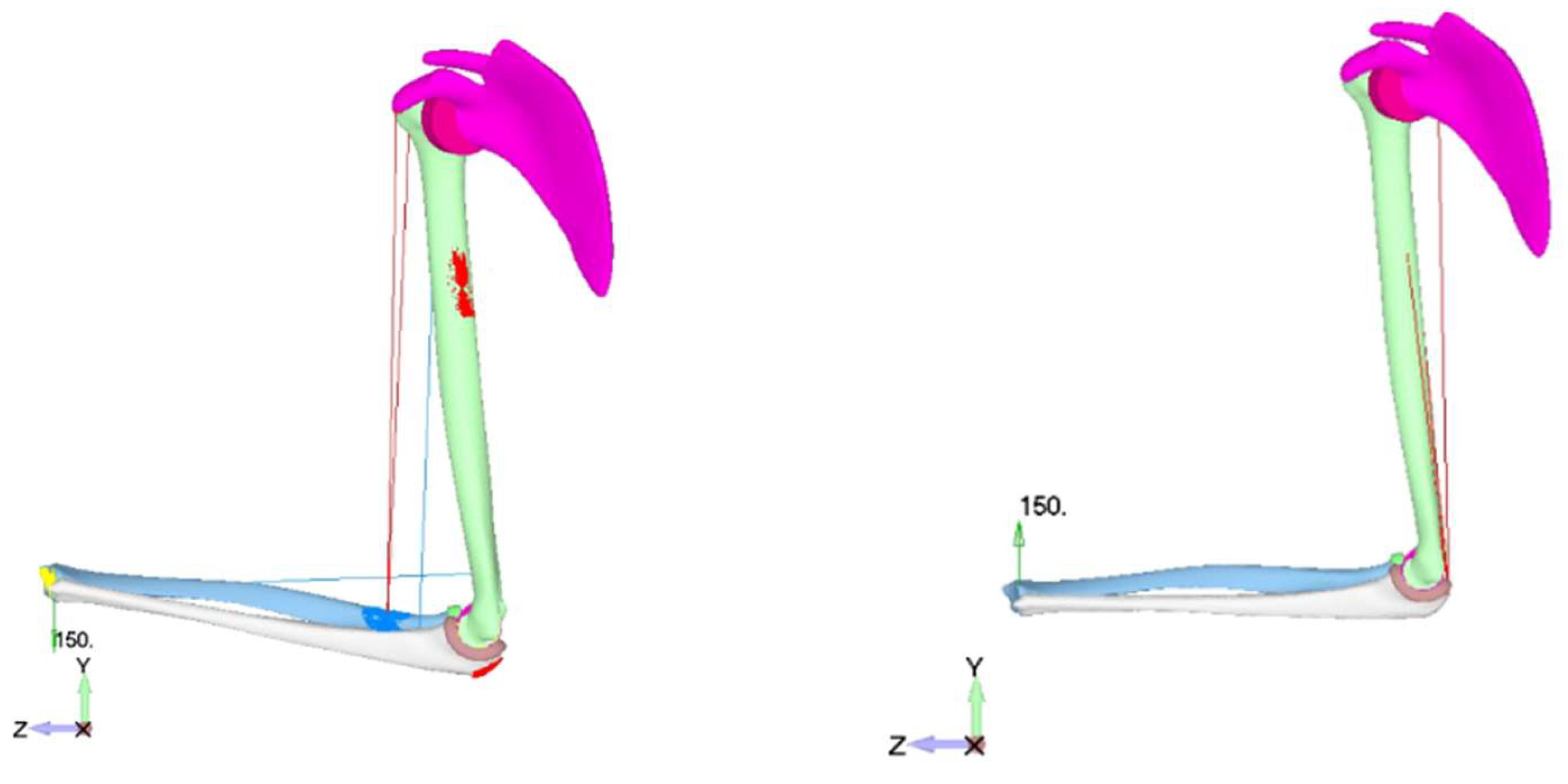 Mechanical Model and FEM Simulations for Efforts on Biceps and Triceps ...