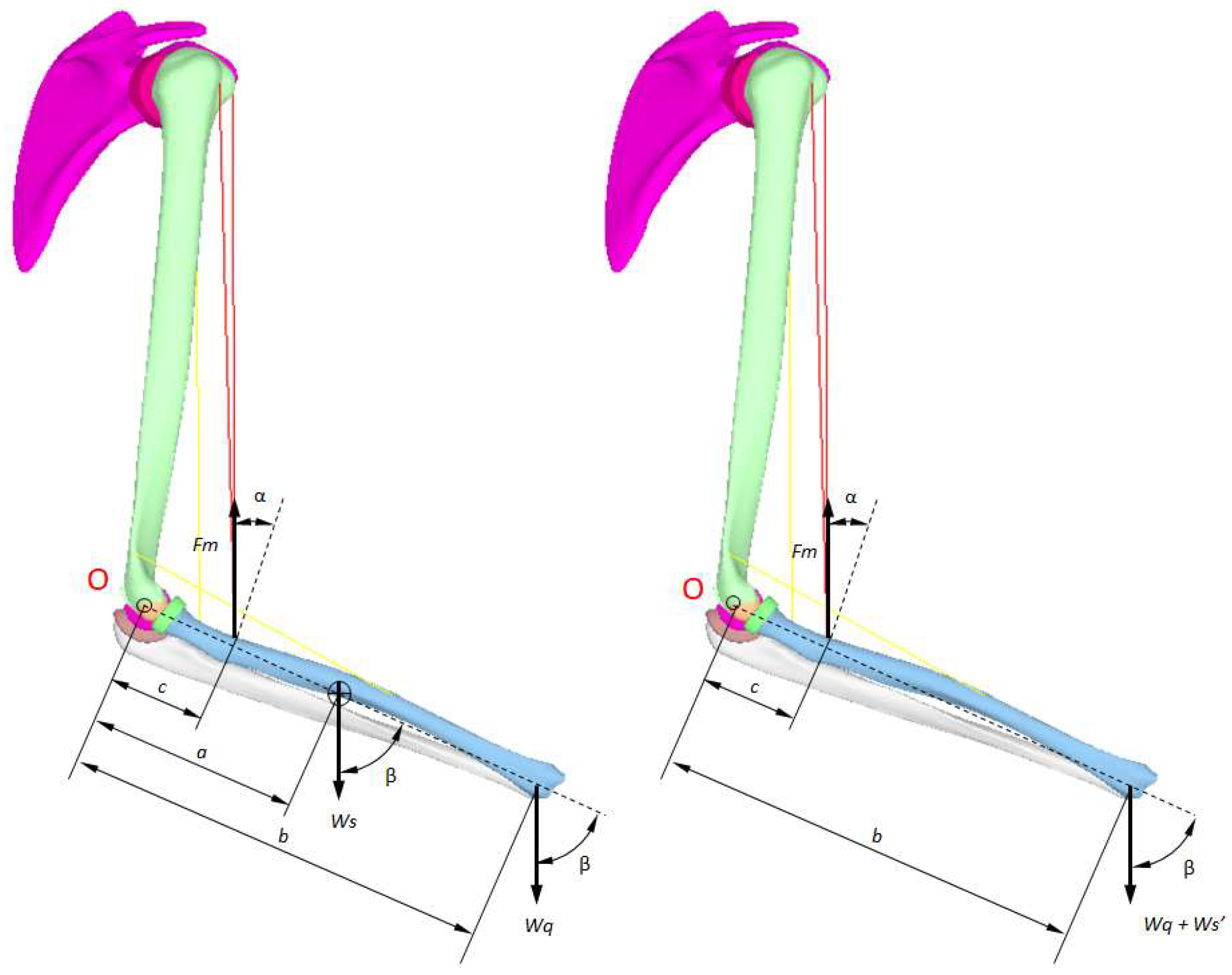 Mechanical Model and FEM Simulations for Efforts on Biceps and Triceps ...