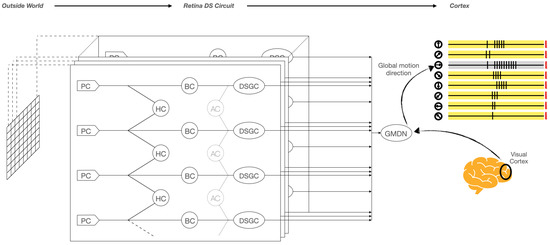 A Novel Artificial Visual System for Motion Direction Detection in Grayscale Images