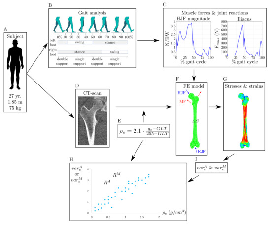 The Correlation between Bone Density and Mechanical Variables in Bone ...