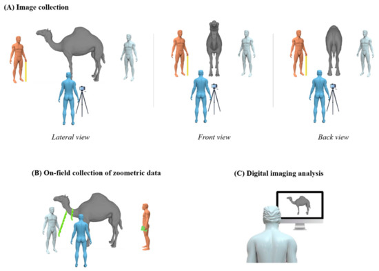 Bayesian Linear Regression and Natural Logarithmic Correction for Digital Image-Based Extraction ...