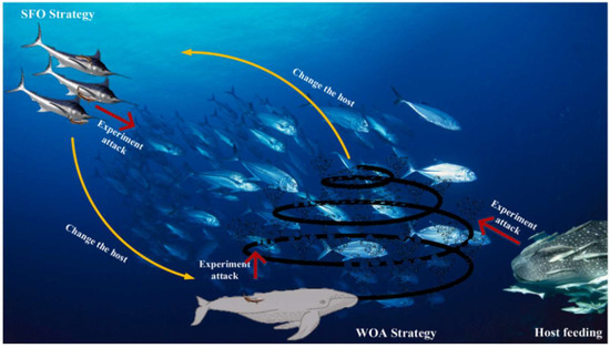 Mathematics | Free Full-Text | Modified Remora Optimization Algorithm ...