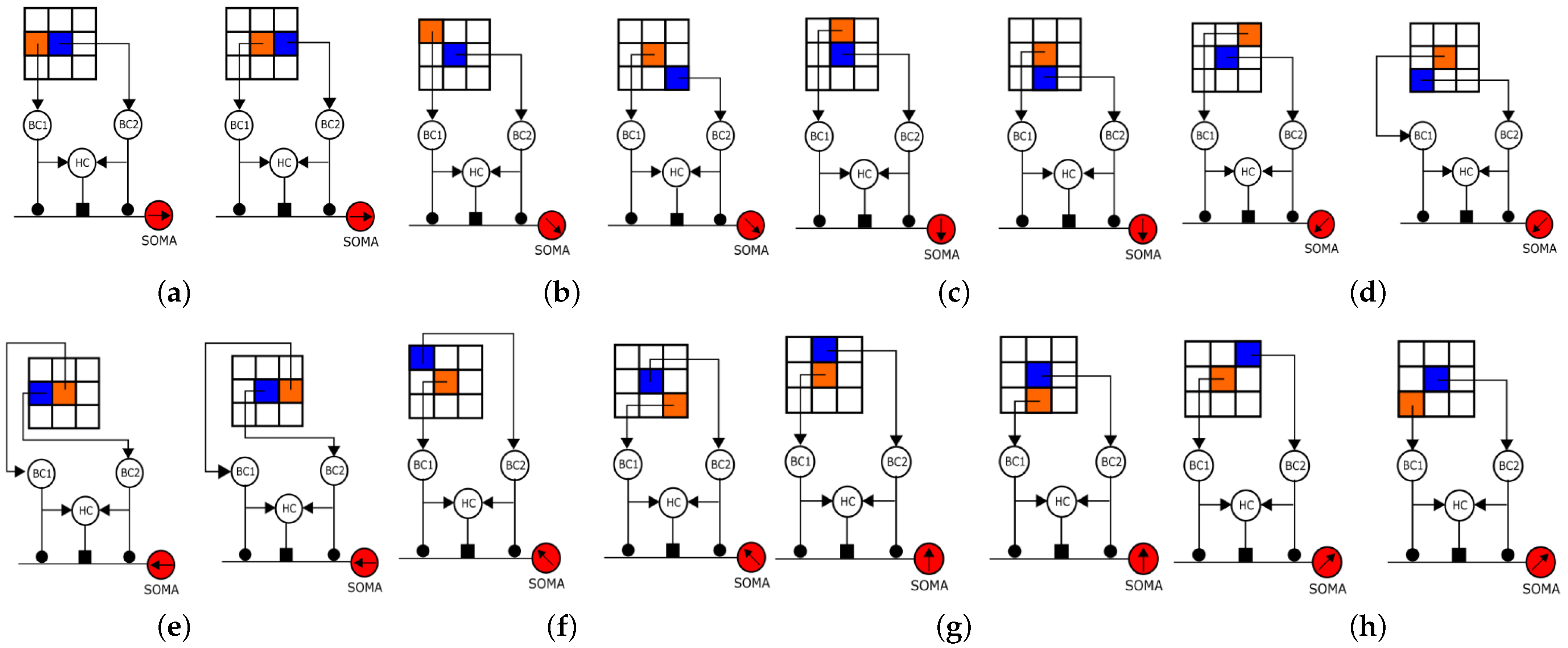 A Novel Bio-Inspired Motion Direction Detection Mechanism in Binary and Grayscale Background