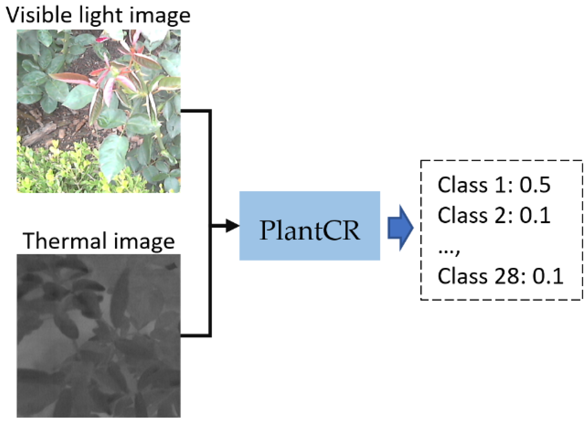 Deep Learning-Based Plant Classification Using Nonaligned Thermal and Visible Light Images