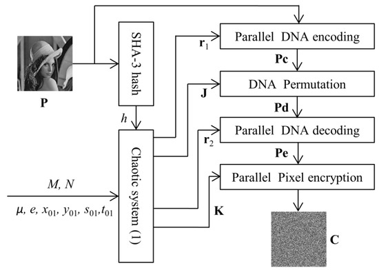 Image Encryption Scheme Based on Newly Designed Chaotic Map and Parallel DNA Coding