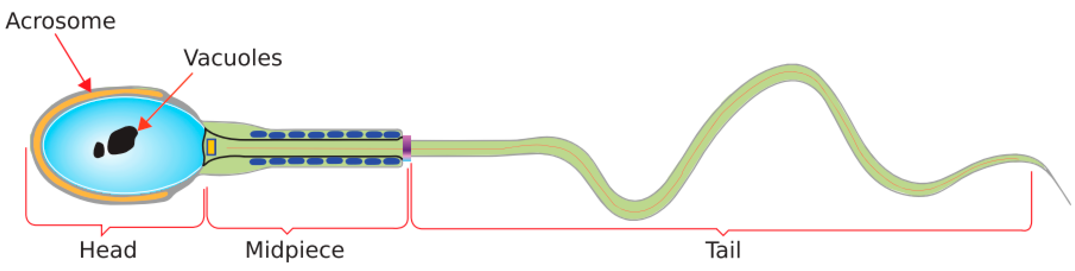 Mathematics | Free Full-Text | Sperm Abnormality Detection Using Sequential Deep Neural Network
