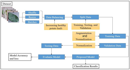 Potato Blight Detection Using Fine-Tuned CNN Architecture