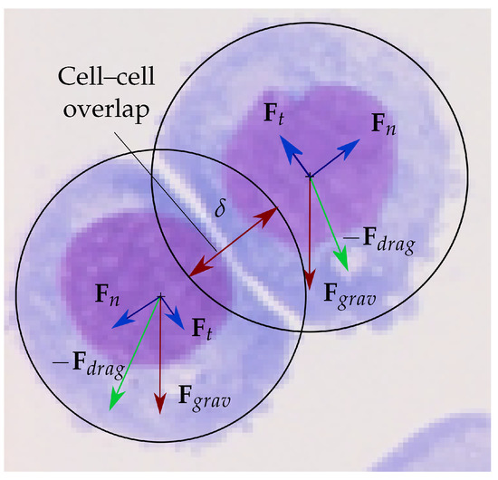 Mathematics | Free Full-Text | Multiple Myeloma Cell Simulation Using ...