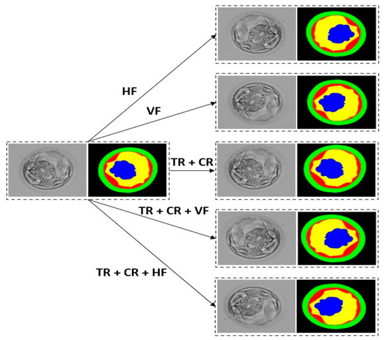 Assisting the Human Embryo Viability Assessment by Deep Learning for In ...