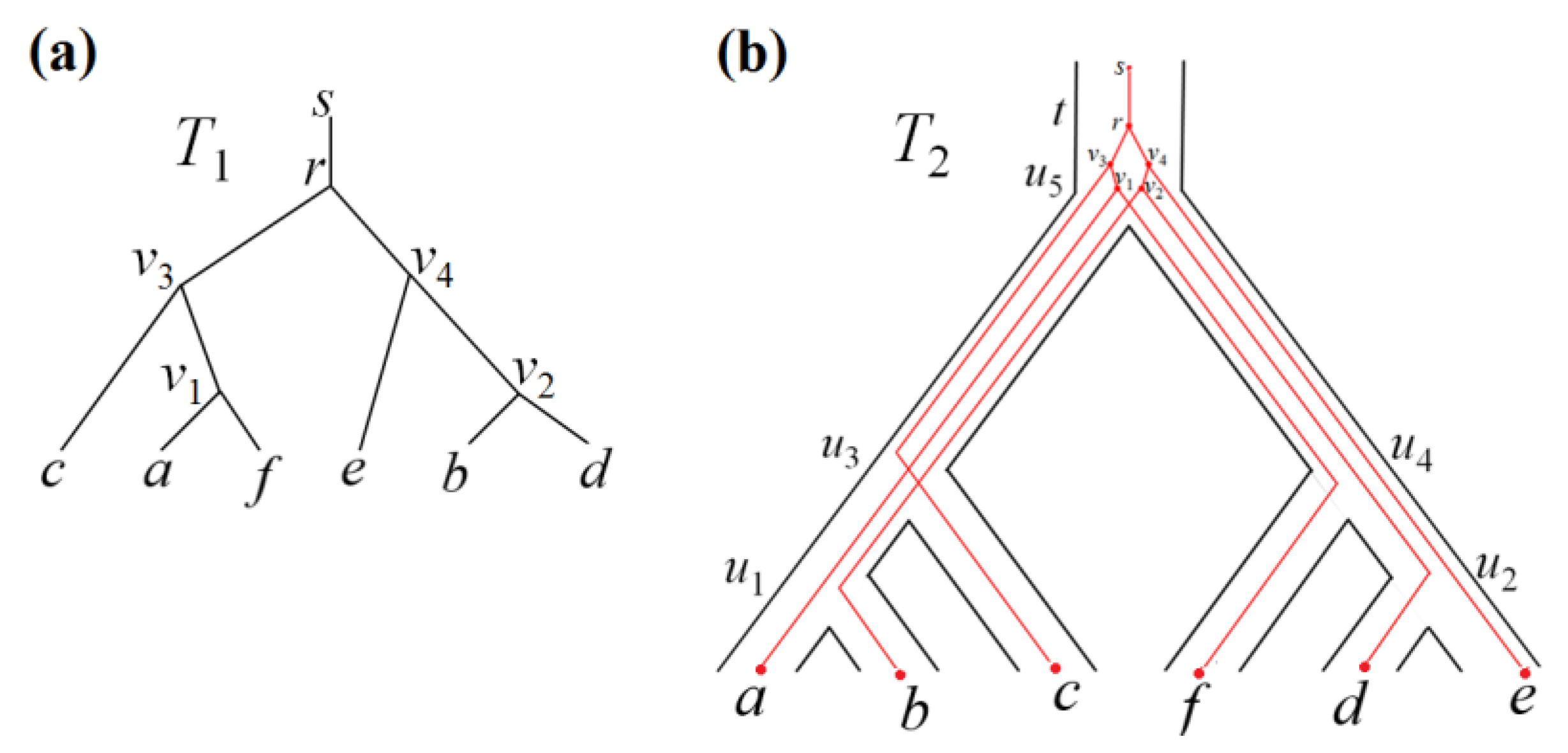 Constructing an Evolutionary Tree and Path–Cycle Graph Evolution along It