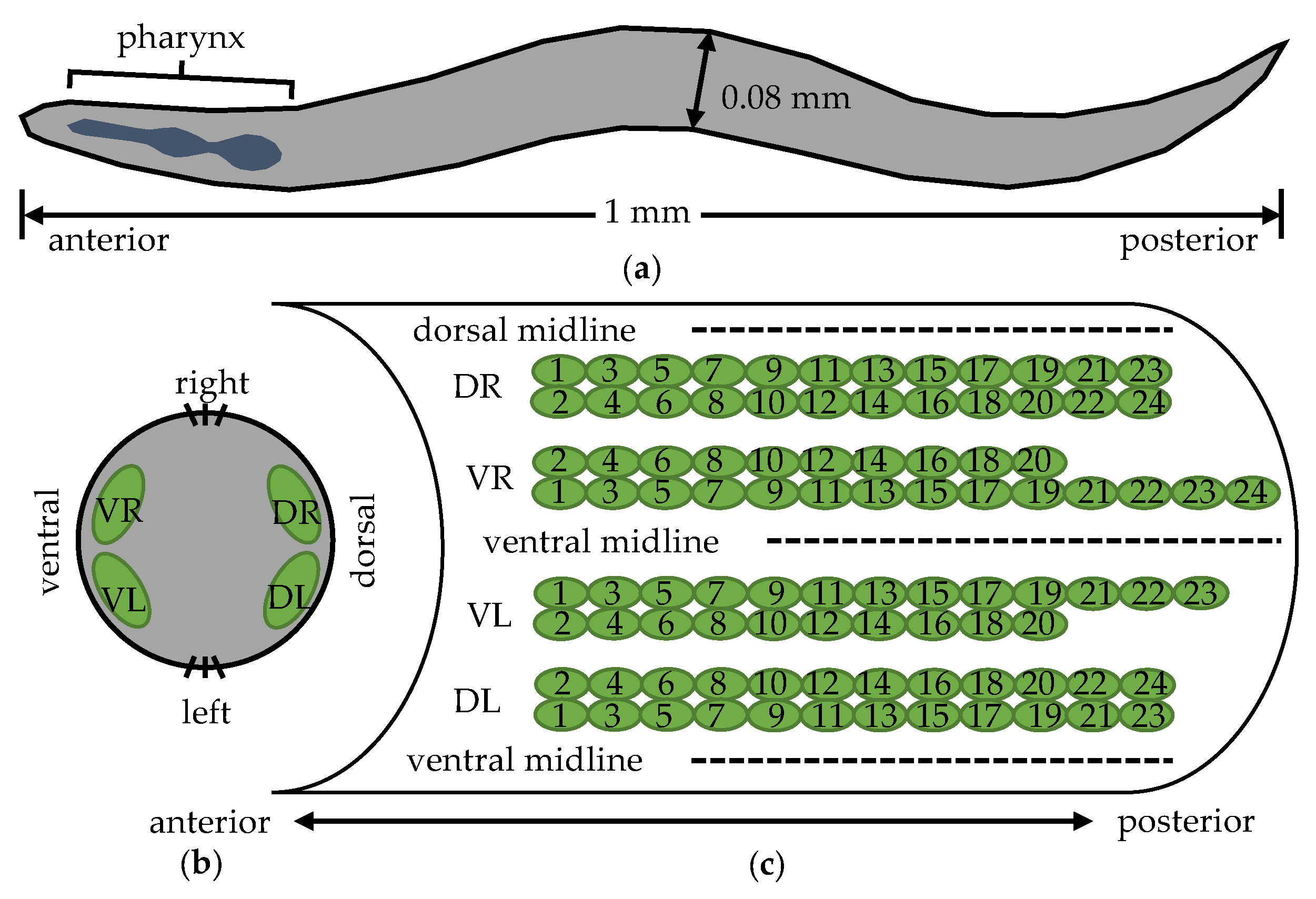 A Connectome-Based Digital Twin Caenorhabditis elegans Capable of Intelligent Sensorimotor Behavior