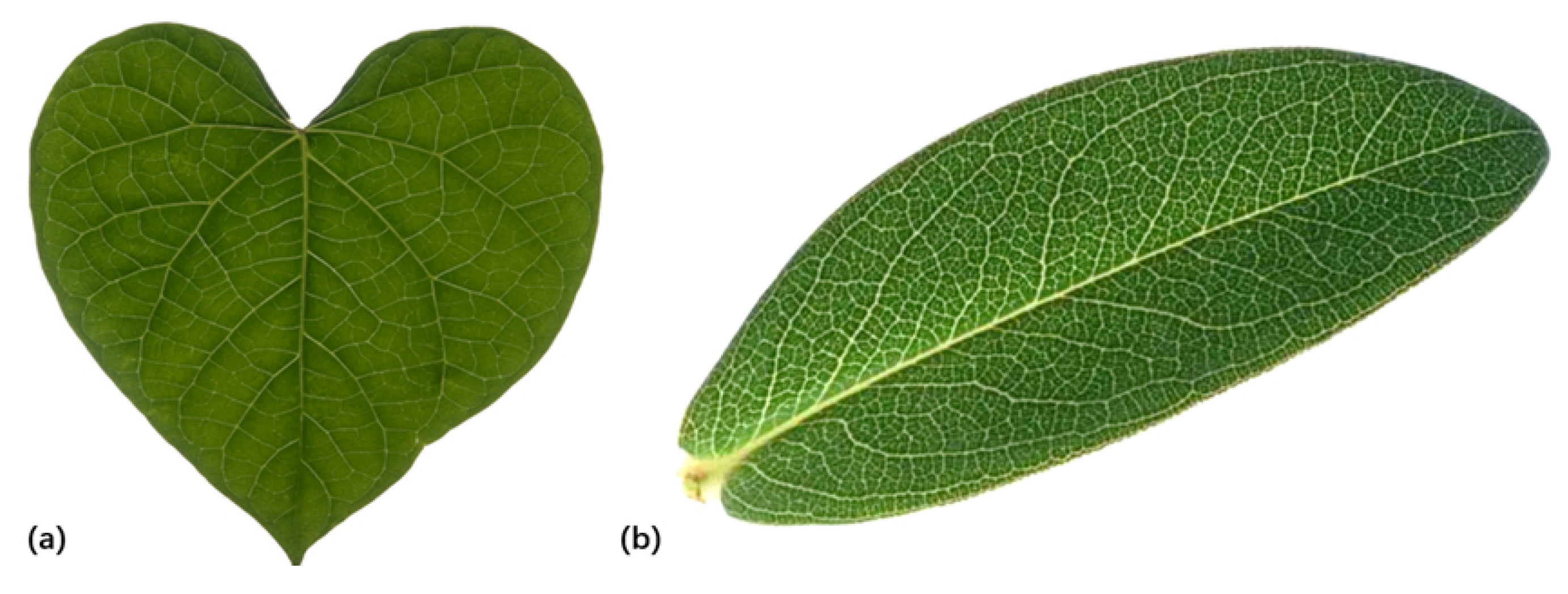 Rib Reinforcement Bionic Topology Optimization under Multi-Scale Cyclic ...