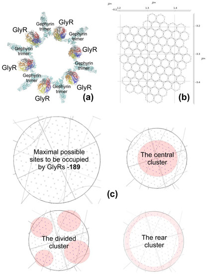 Mathematical Modelling of Physiological Effects Caused by a Glycine ...