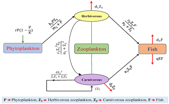 Stability Analysis of Plankton–Fish Dynamics with Cannibalism Effect ...