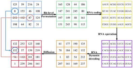 Dynamic RNA Coding Color Image Cipher Based on Chain Feedback Structure