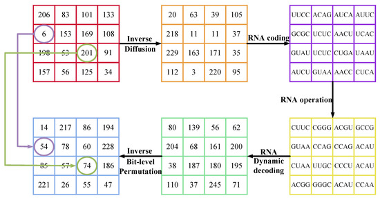 Dynamic RNA Coding Color Image Cipher Based on Chain Feedback Structure