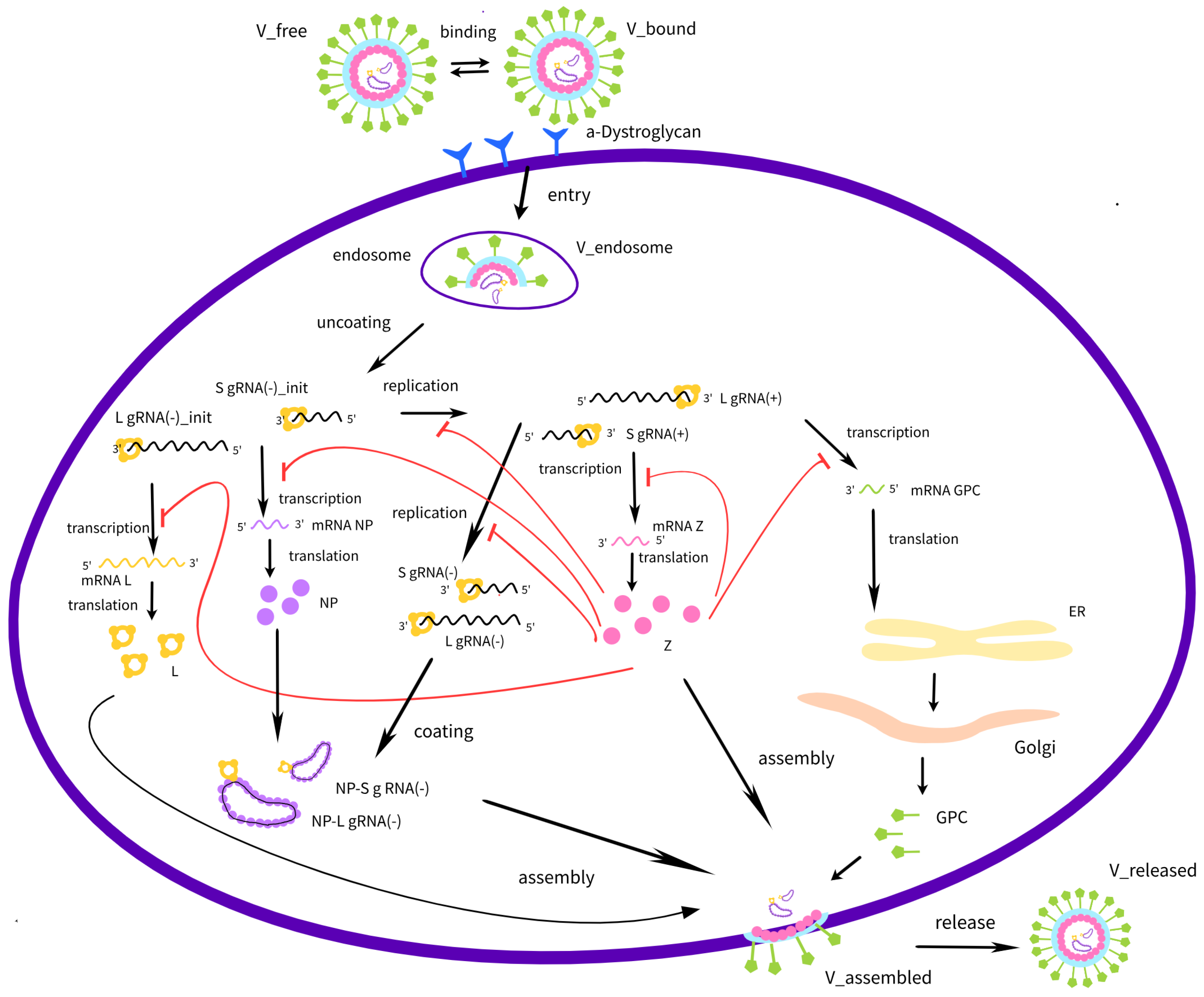 Mathematics | Free Full-Text | Mathematical Model Predicting the Kinetics of Intracellular LCMV ...